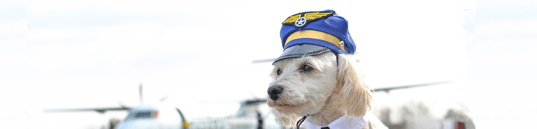 Flying with Pets | Nanaimo Airport